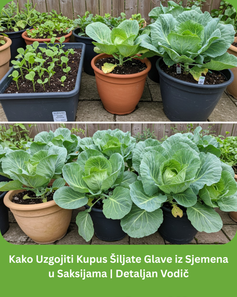 Kako Uzgojiti Kupus Šiljate Glave iz Sjemena u Saksijama | Detaljan ...
