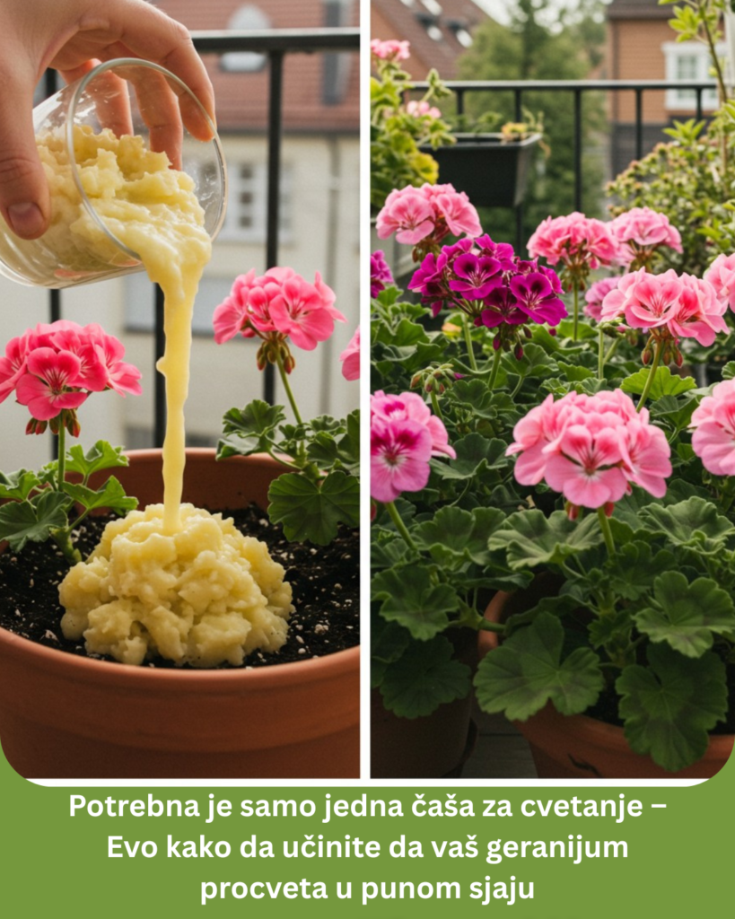 Potrebna je samo jedna čaša za cvetanje – Evo kako da učinite da vaš ...