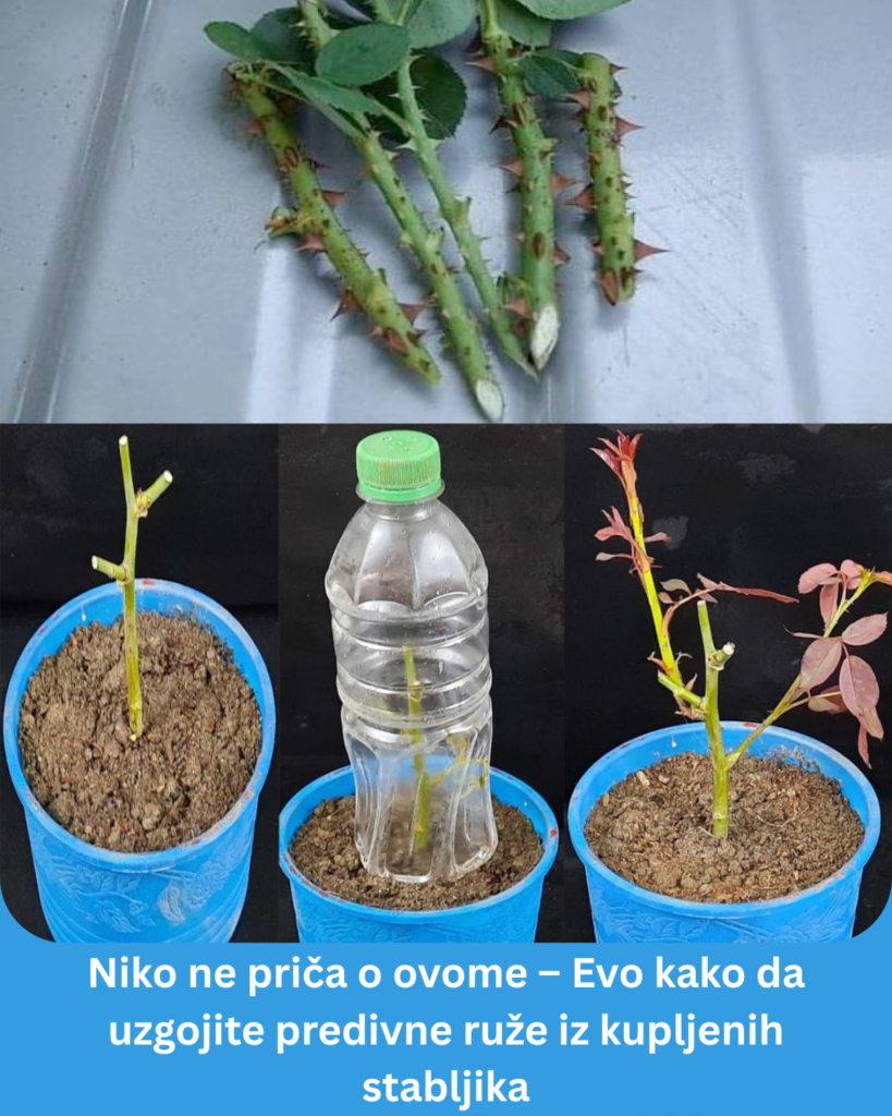 Niko ne priča o ovome – Evo kako da uzgojite predivne ruže iz kupljenih ...