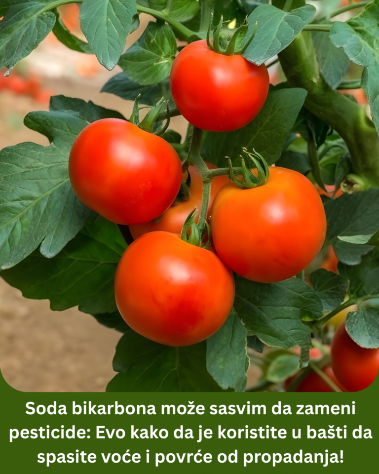 Soda bikarbona može sasvim da zameni pesticide: Evo kako da je ...