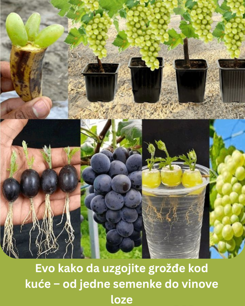 Evo kako da uzgojite grožđe kod kuće – od jedne semenke do vinove loze ...