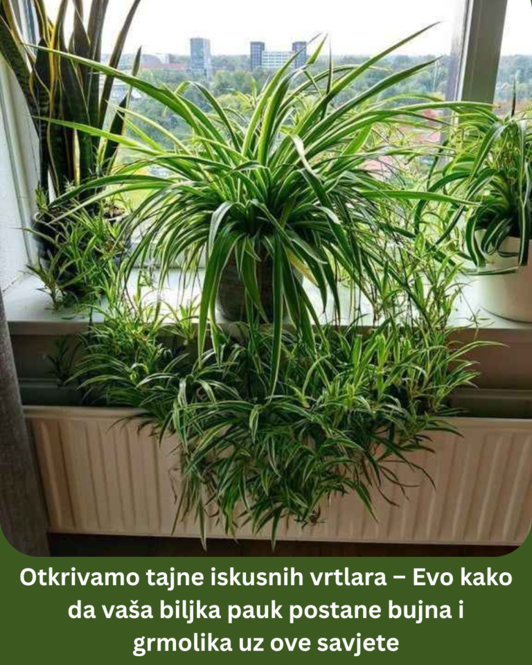 Otkrivamo tajne iskusnih vrtlara – Evo kako da vaša biljka pauk postane ...