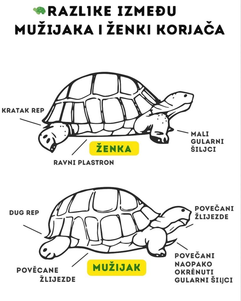 Razlike između mužjaka i ženki kornjača 🐢 - zdravlje